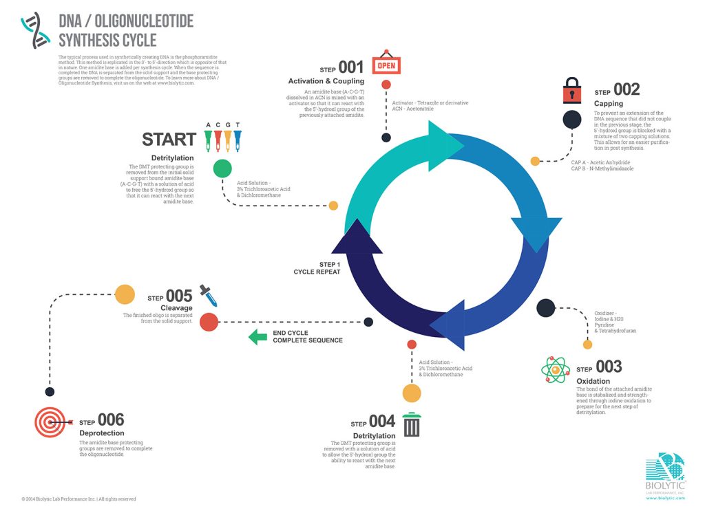Decoding the Oligonucleotide Synthesis Cycle: Navigating Solid-Phase ...